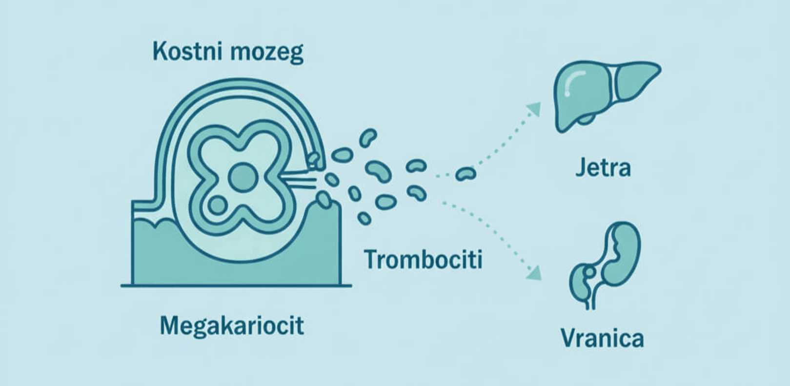 POVIŠANI TROMBOCITI (trombocitoza) - Center Holistic